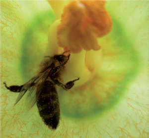 WiBie | Regionales Fachdidaktikzentrum